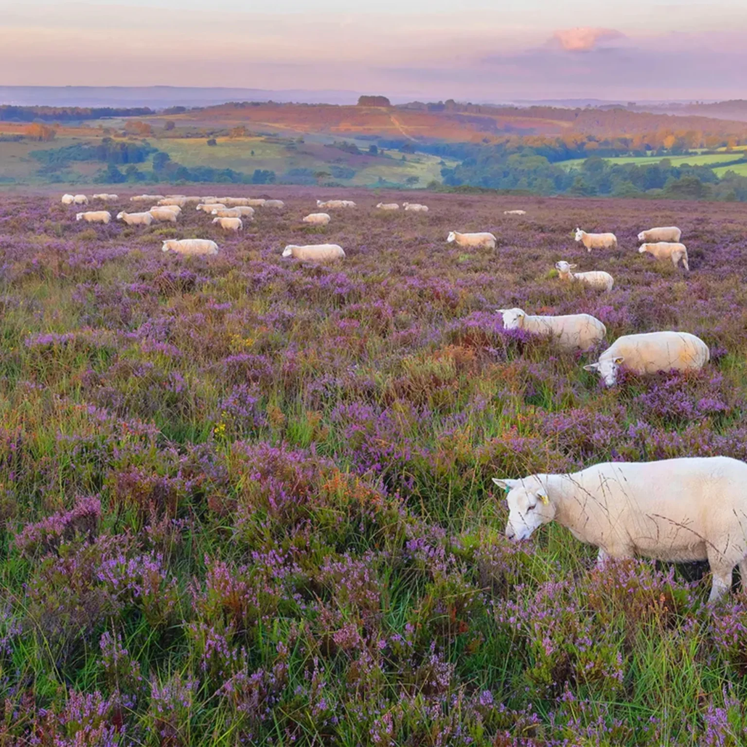 Ashdown Forest landscape view